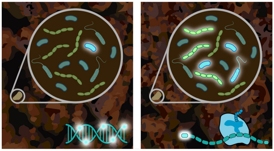 Northen Lab – Exometabolomics, linking genomes with environments