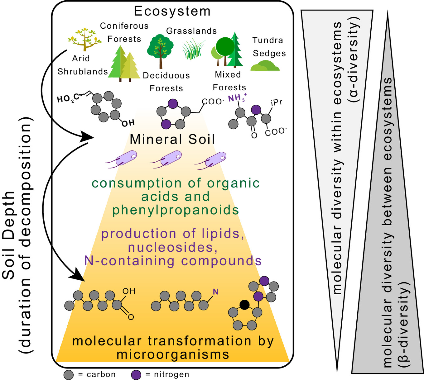 The Role of Microbial Decomposition in Soil Organic Matter Diversity ...